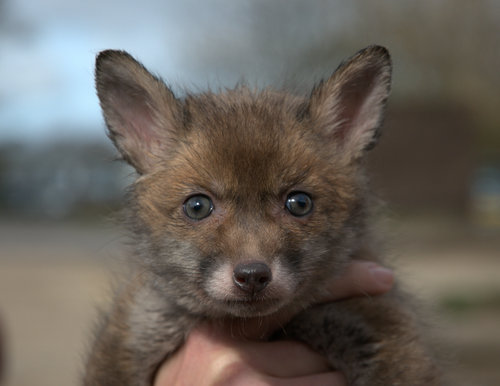 British Wildlife Centre ~ Keeper's Blog: "Ellis" the Fox Cub
