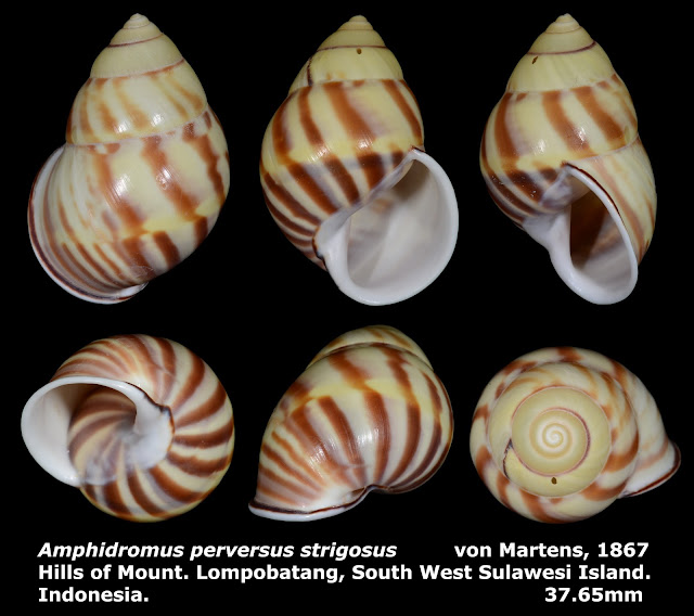Dr. Lee's Gallery Museum: Amphidromus perversus strigosus 37.65 & 45.83mm