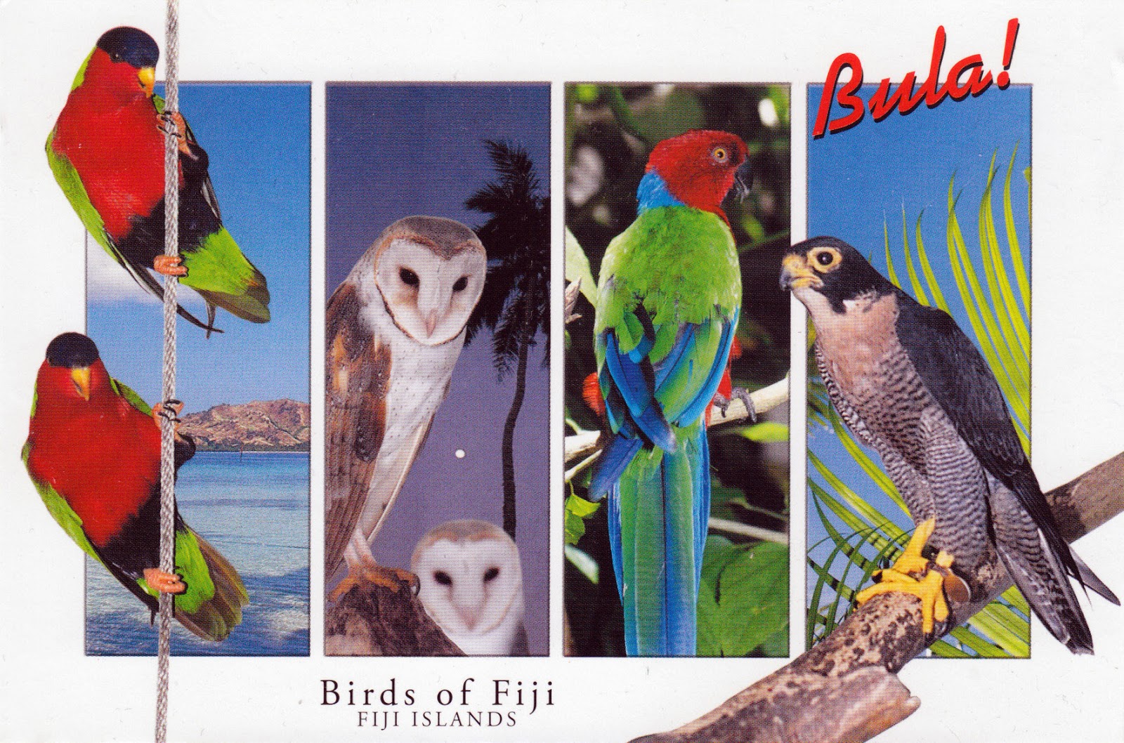 Brane & Nina: Birds of Fiji