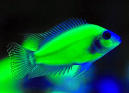 Peces Fluorescentes - National Carpfishing