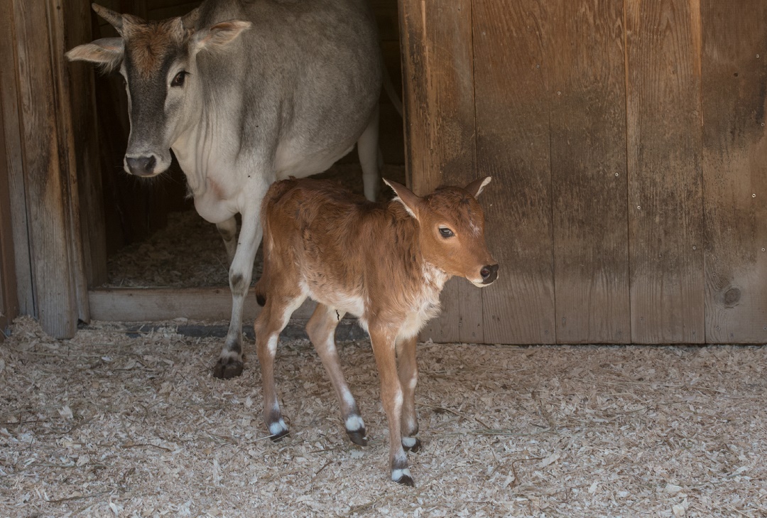 mcbrooklyn: Adorable Mini Zebu Calf Born at Prospect Park Zoo
