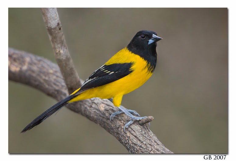 Audubon's Oriole