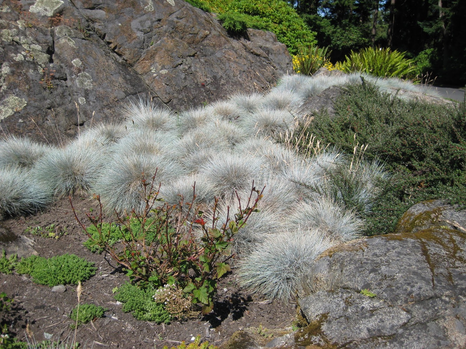 Blue Fescue (Festuca) - Rotary Botanical Gardens