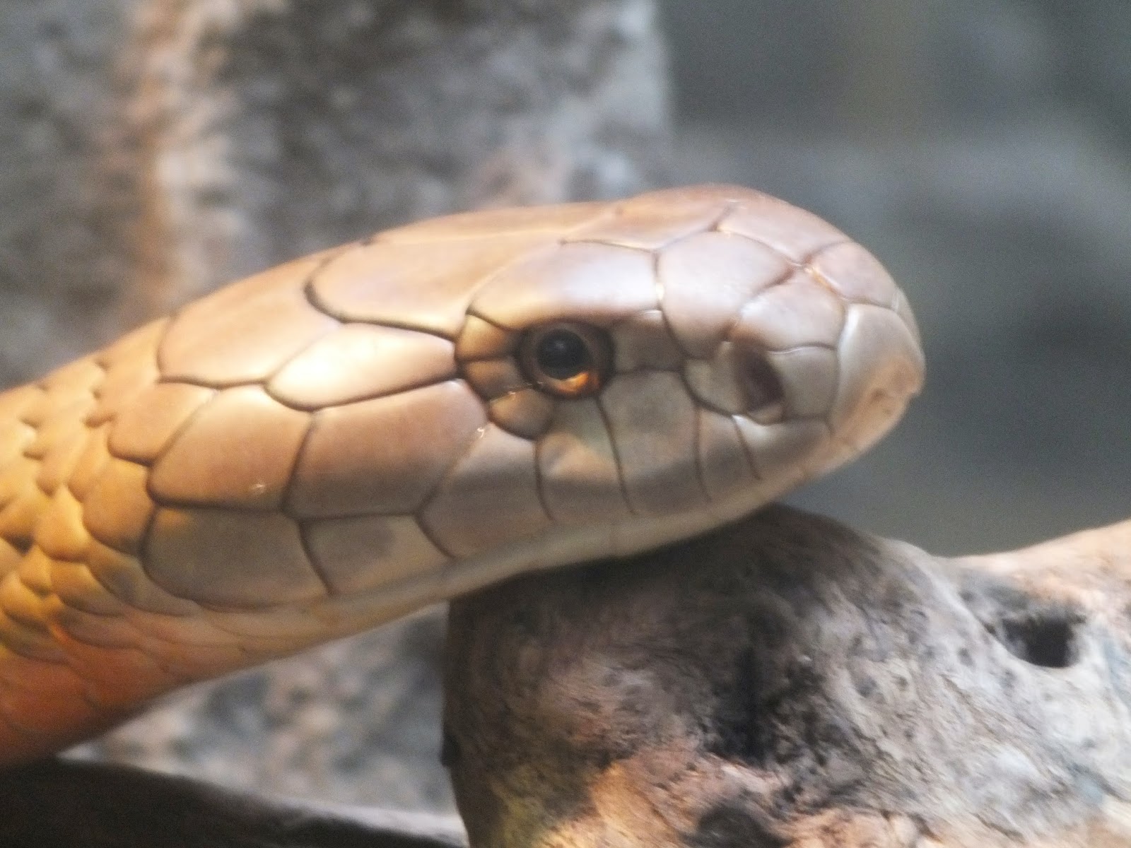 The Disillusioned Taxonomist: London Zoo - Reptile House