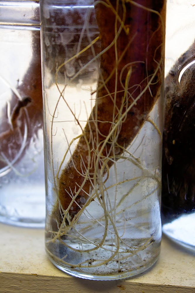 Rurification | Robin Edmundson: How to Root Your Own Sweet Potato Starts