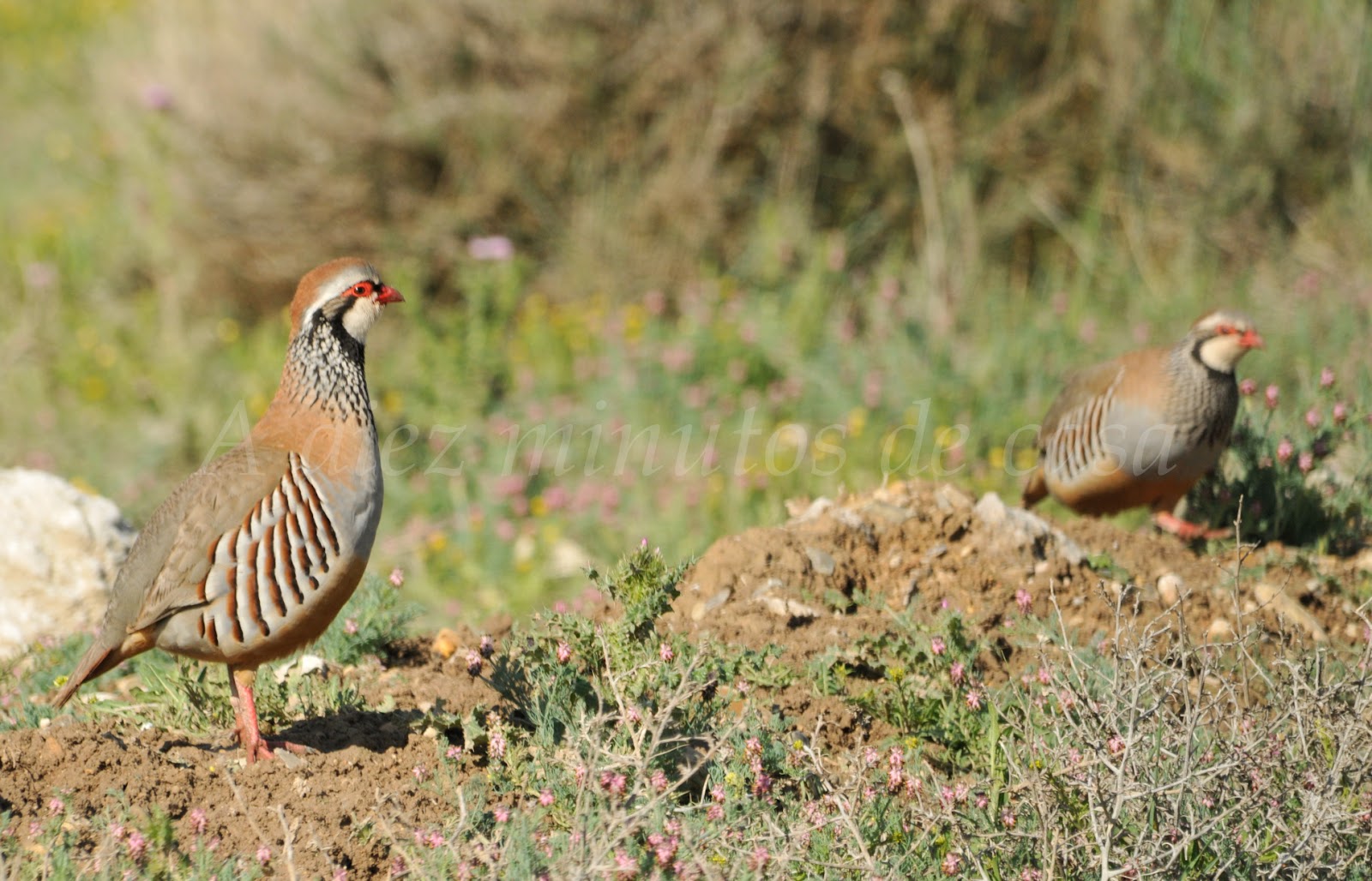 Naturaleza Ribera: Perdíces!!!!, en primavera se dejan ...............