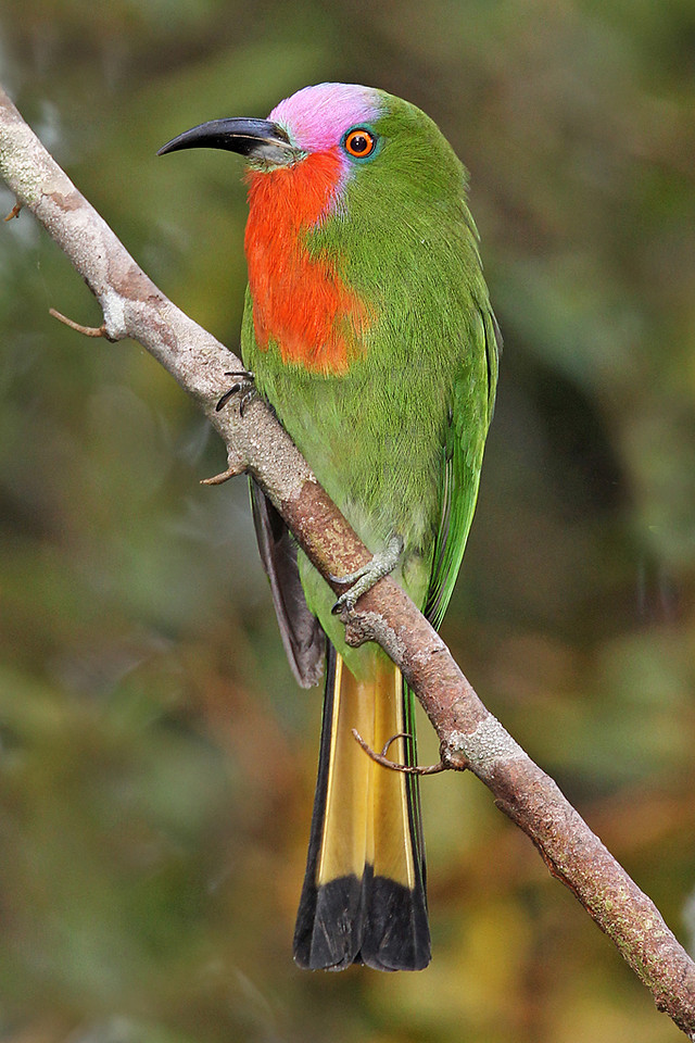 The colourful birds of Fraser's Hill