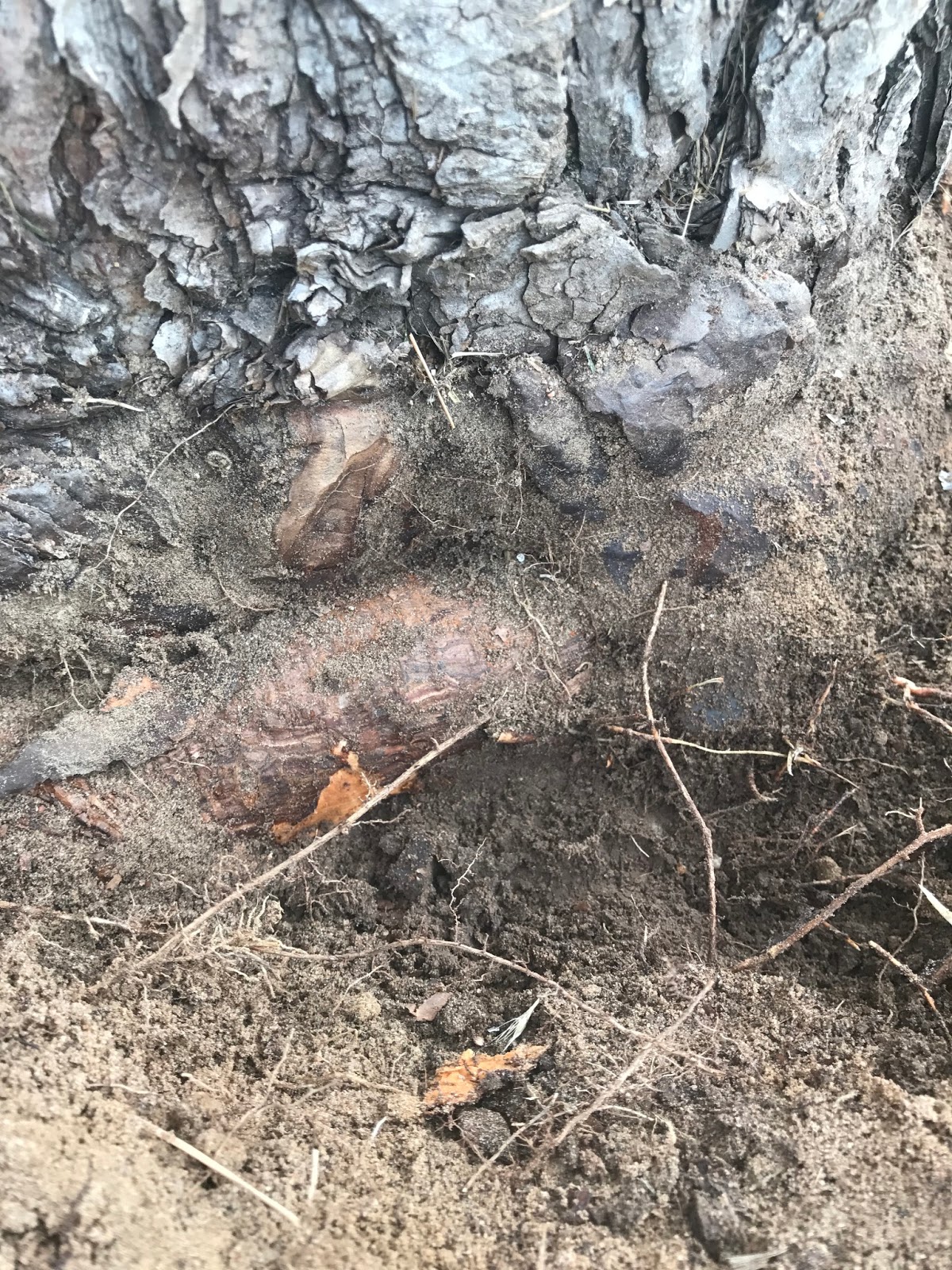 CO-Horts: Stem Girdling Roots