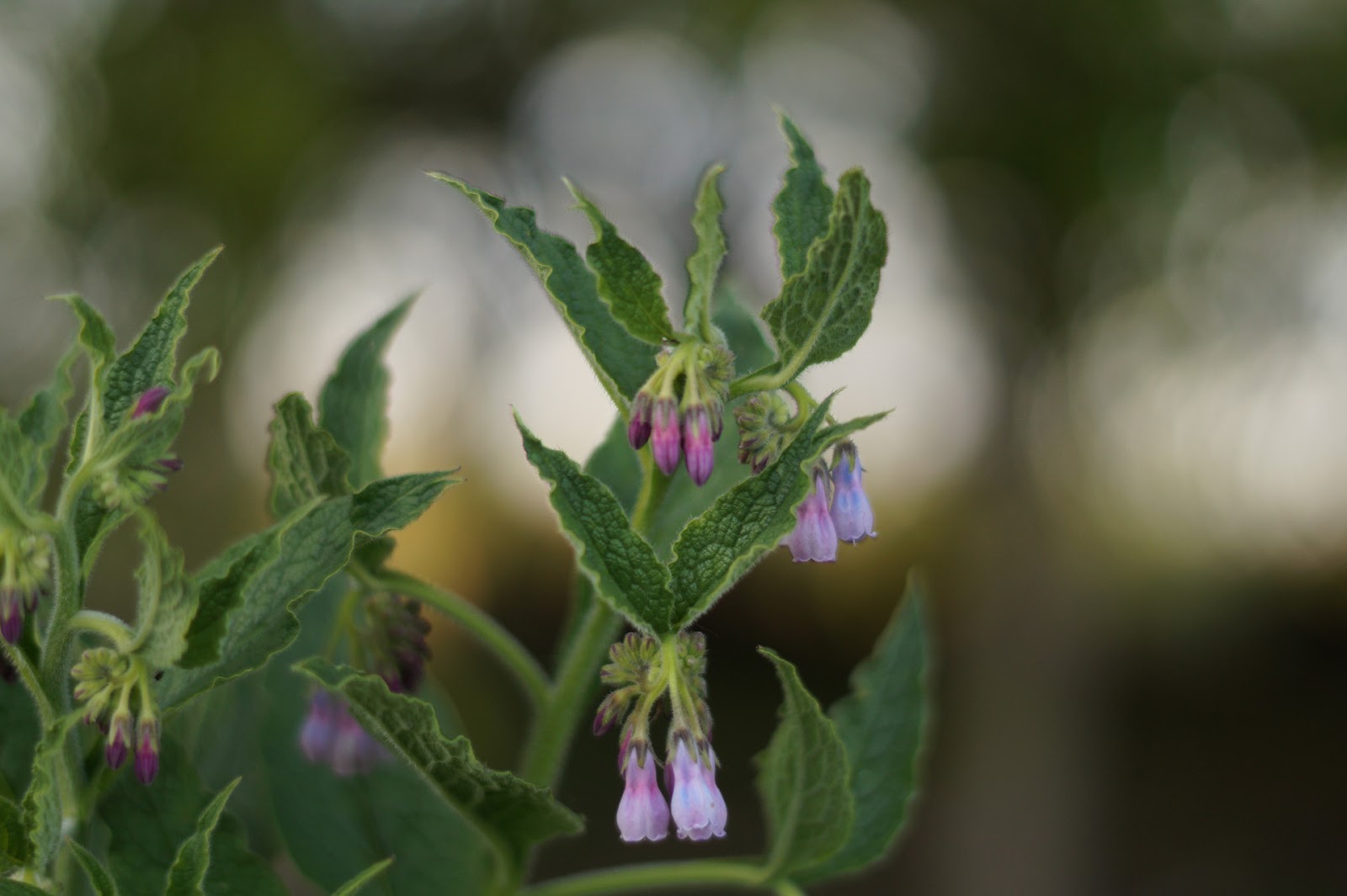 Colourful comfrey - Sophie in the Sticks