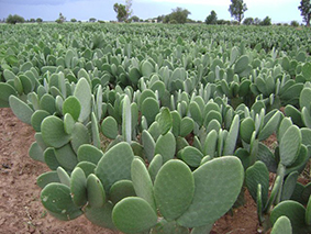 Le Cerveau de l'Enfant et de l'Adolescent: Le Cactus – Propriétés et ...