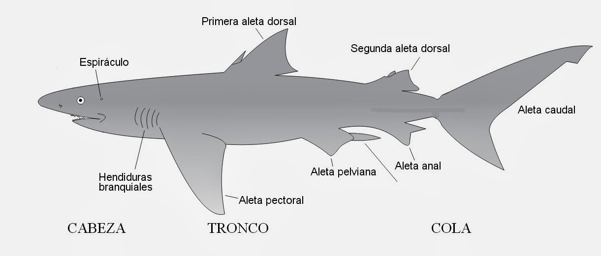 Mar Cantábrico: Peces cartilaginosos (condríctios)