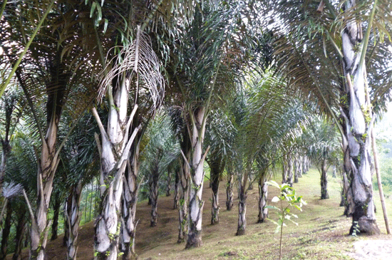 Budidaya Aren : Buku Kecil Panduan Budidaya Aren