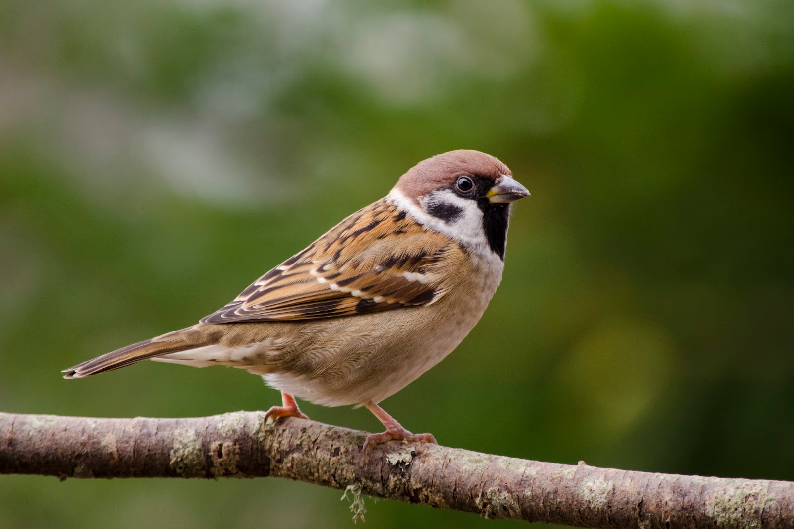 Looduspildid: põldvarblane, Passer montanus, Tree Sparrow