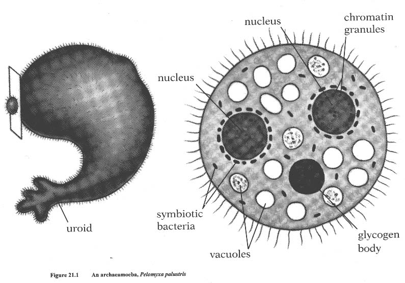 MicroBichos: Pelomyxa, la ameba gigante