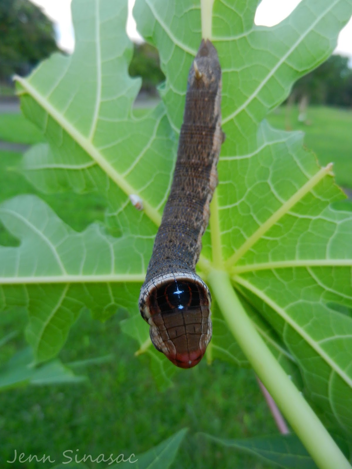 Experience Nature: Cool Caterpillars and their Defenses