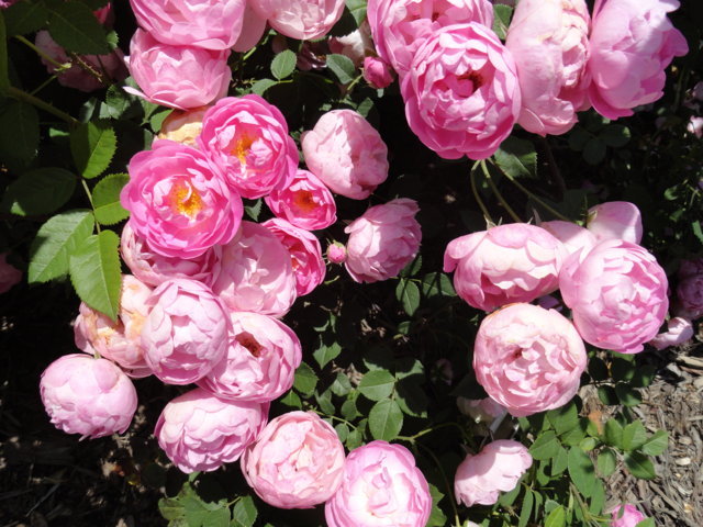 Ramblin' with AM: Wednesday Flowers - Cutler Roses