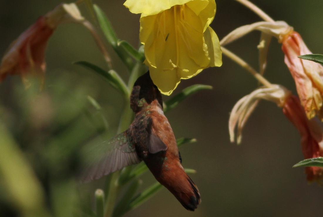 Jo's Morning Walk: Eve's Hummer Nest, Part 2