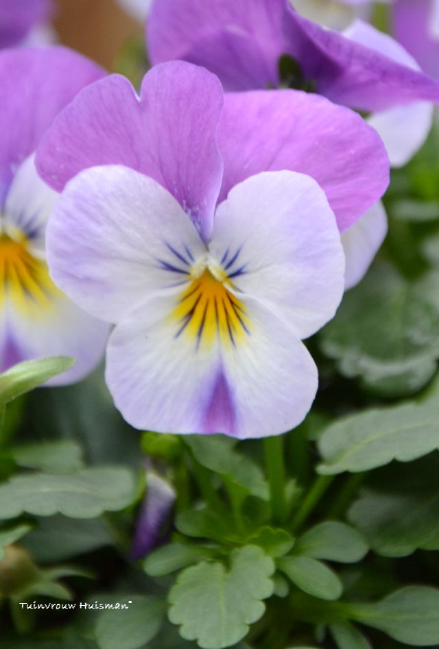 Tuindesign: Viooltjes!