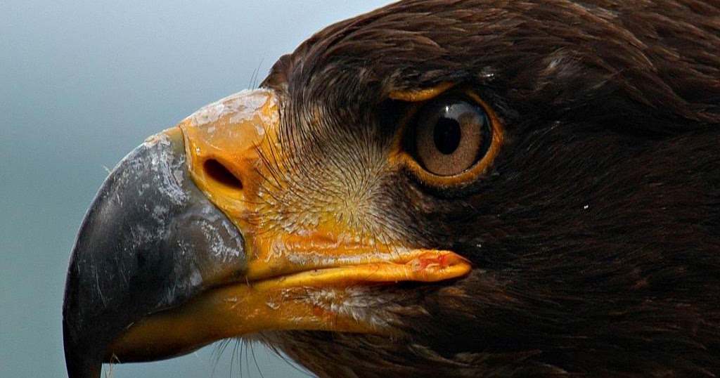 Fondos Wallpaper: Wallpaper Rostro Aguila