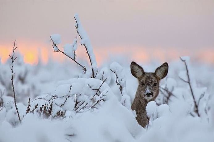 Estonian Nature Tours: Abundance of mammals in Estonia