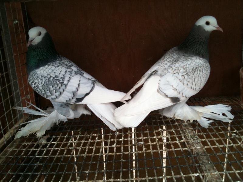 World of Pigeons and Doves: Saxon Monk