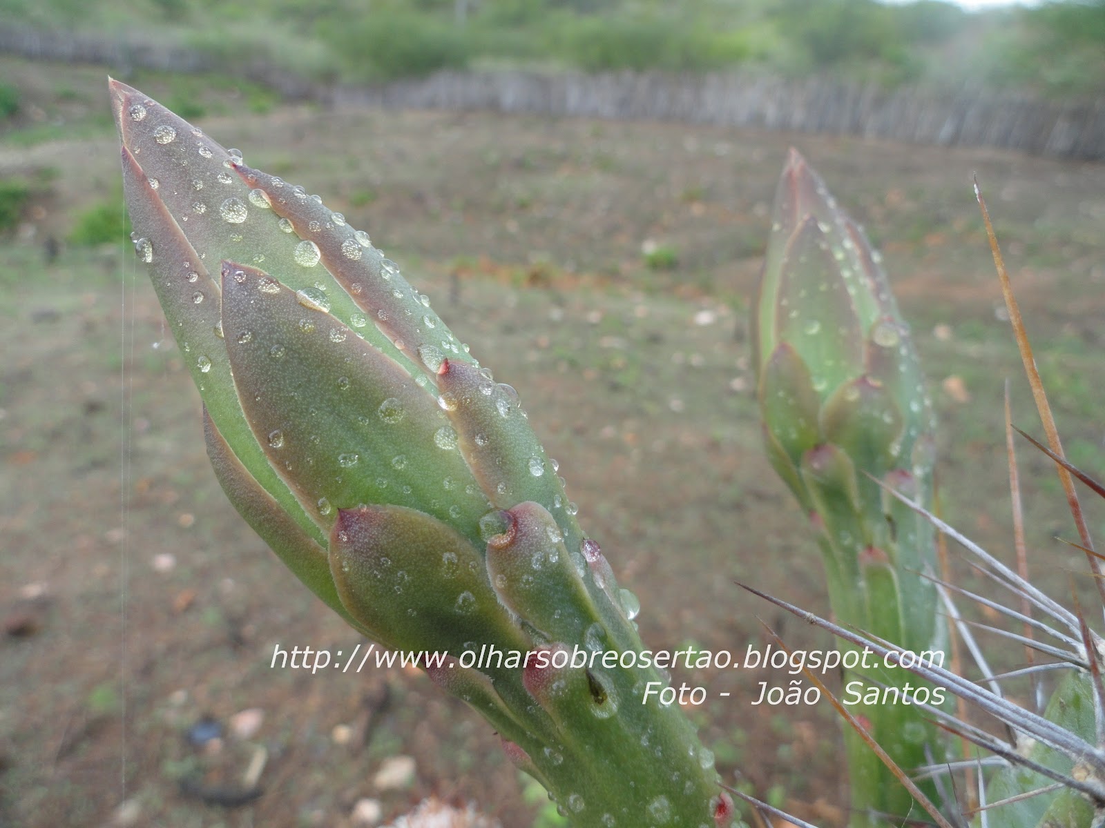 OLHAR SOBRE O SERTÃO: MANDACARU - BIOMA CAATINGA