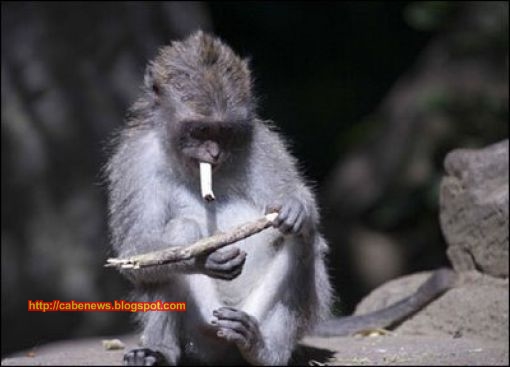 Monyet Gokil : Merokok | Cabenews : Portal Berita Global Gokil
