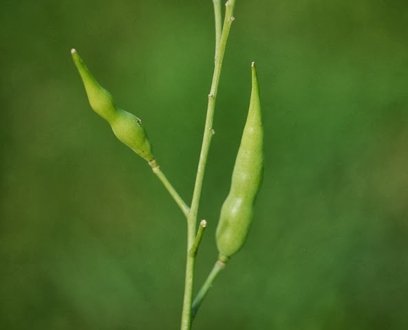 Instantes botánicos: Rabanillo Raphanus raphanistrum