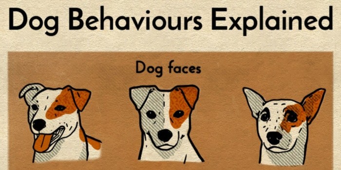 How To Understand What Your Dog Is Trying To Say - Wise Thinks