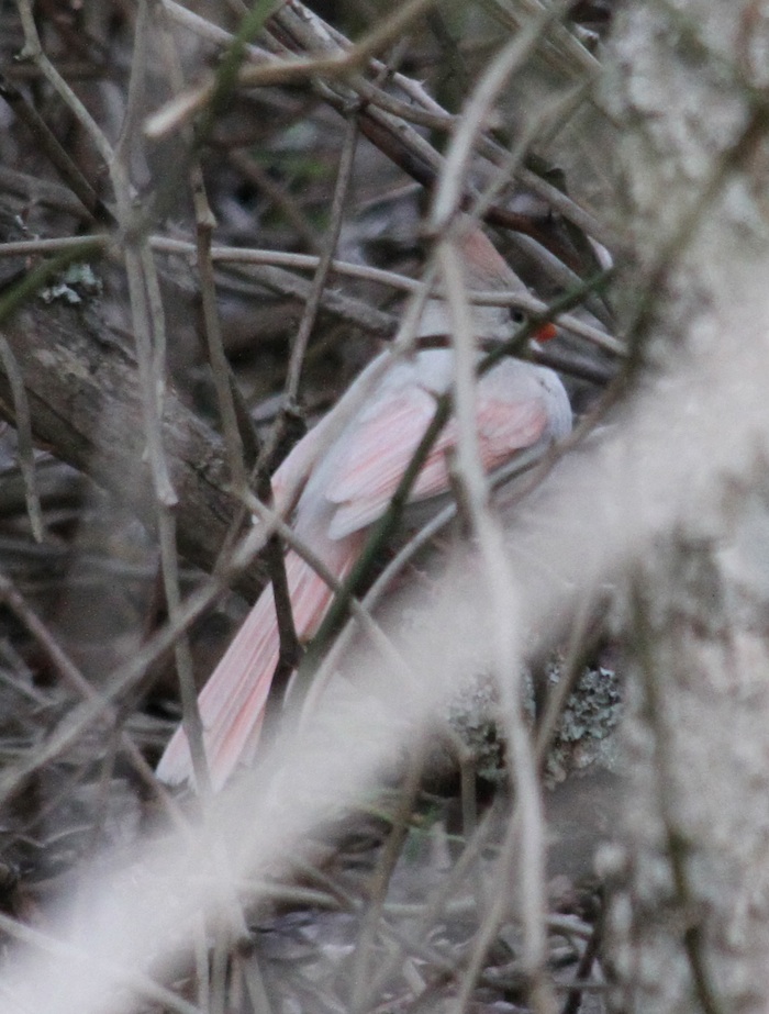 Our Big Year 2012: Ever see a pink cardinal?