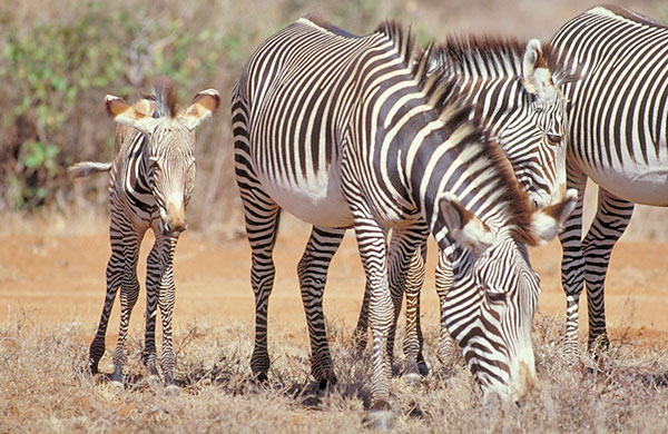 ZEBRA |The Garden of Eaden