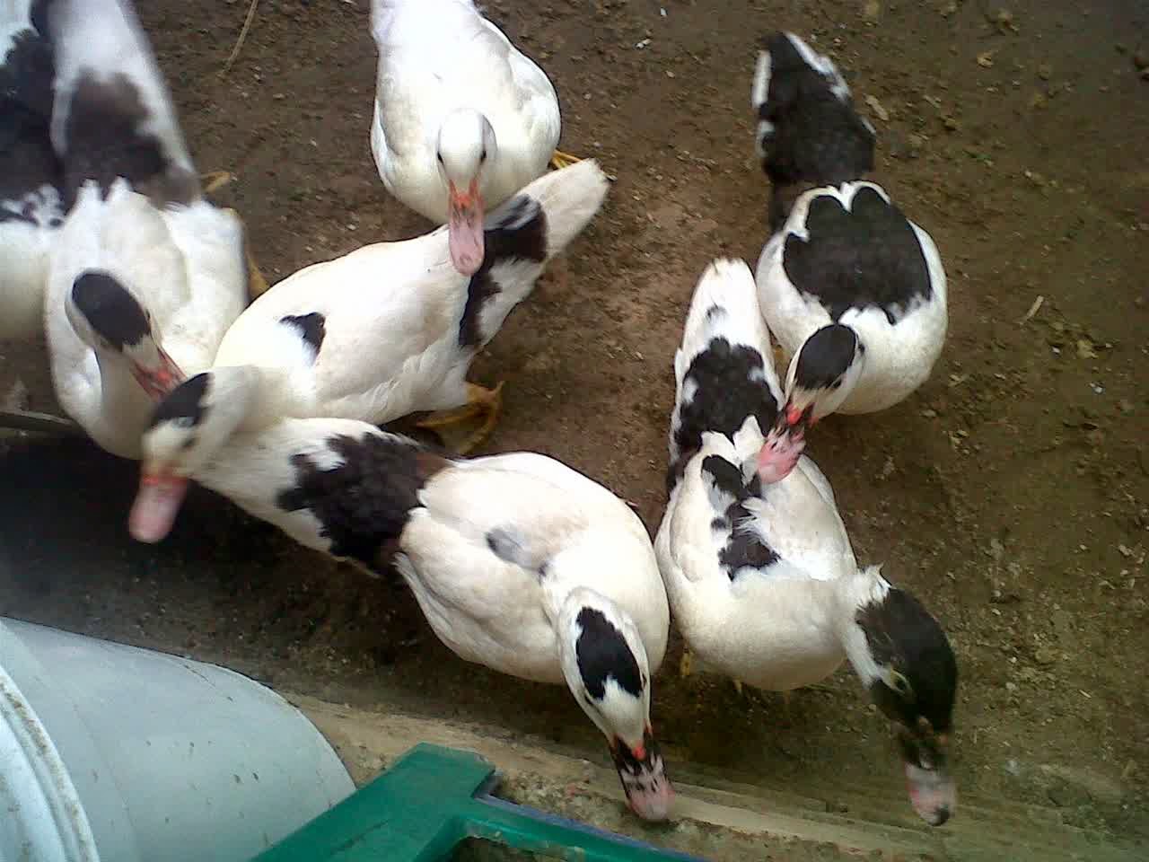 Jual Mentok Manila dan Jawa area Madiun