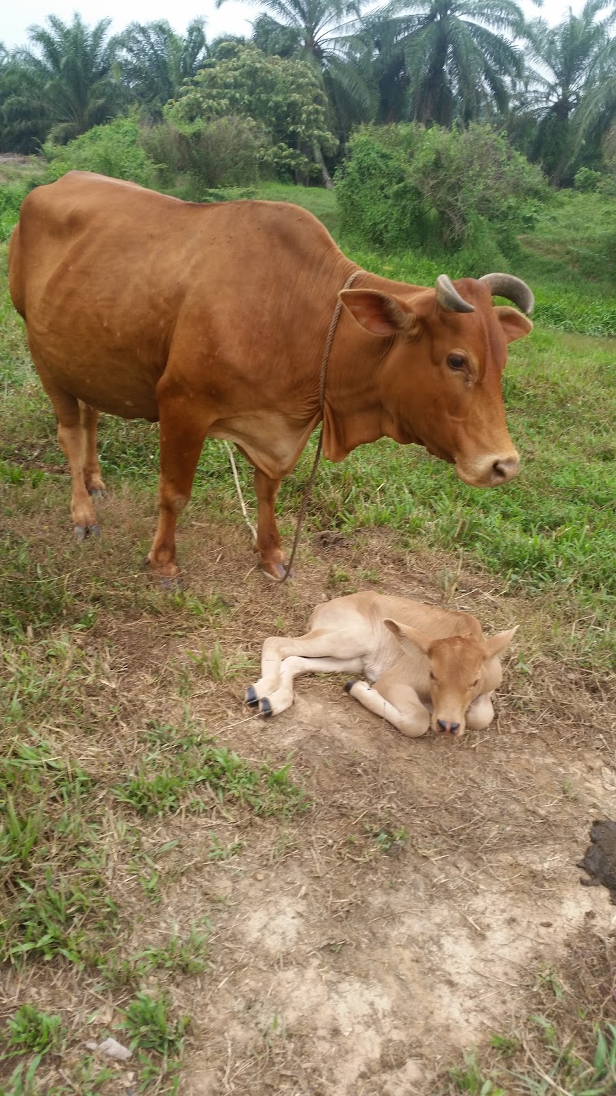 Warisan Petani: Ternakan Lembu 6