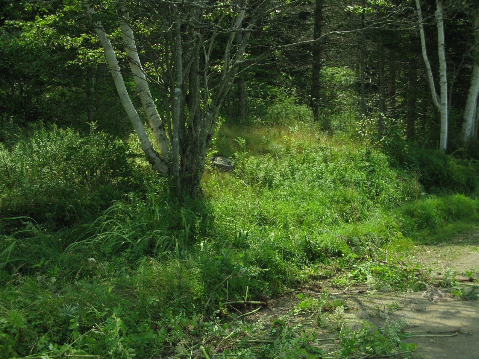 Invasive Plants of Cape Breton: Commencing the Battle