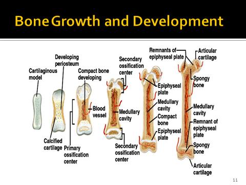 Ison Human Biology: Module 7 Notes: Skeletal System