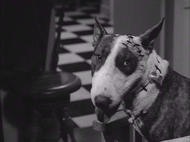 BreakThru Films: The Rebirth of Frankenweenie and Tim Burton's Stop ...