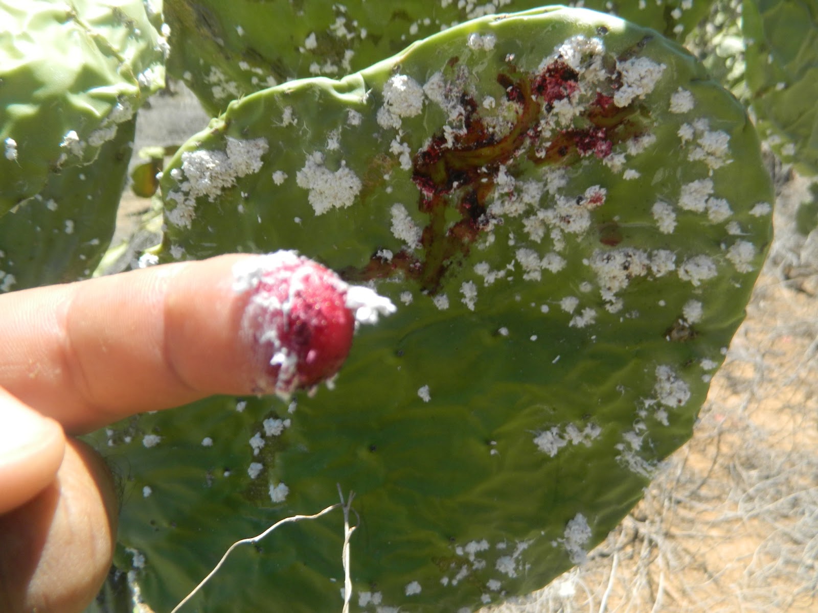 CONGO NOTÍCIAS: COCHONILHA DO CARMIM E CONVIVENCIA COM O SEMIARIDO