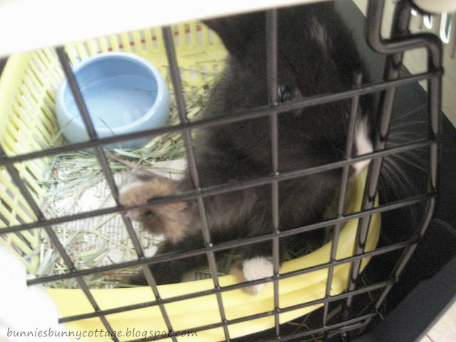 The Rabbit Basement: One-Month-Old Rabbit