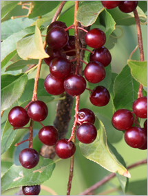 Gourmet Foragables: How to find and cook with wild edibles ...