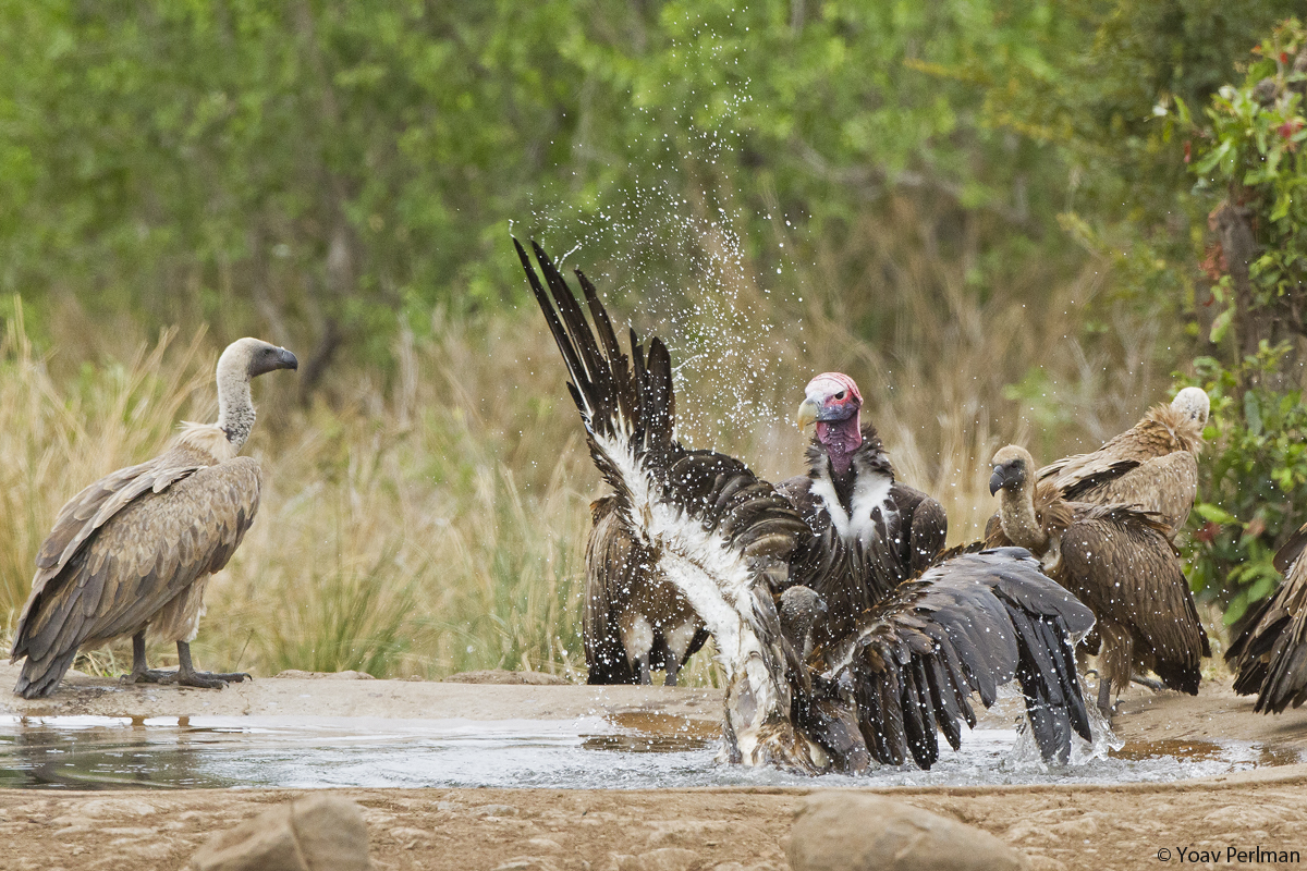 Cats and Vultures of Kruger Park | Focusing on Wildlife