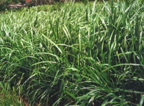 @RROBA @NIMAL: Capim Elefante (Pennisetum purpureum)