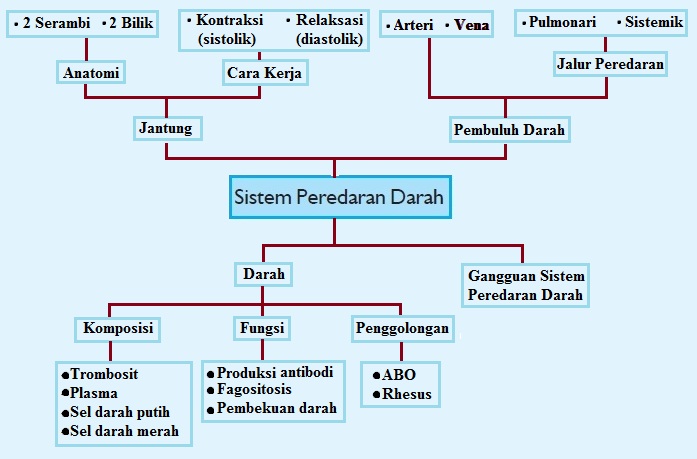 Peta Konsep Sistem Peredaran Darah Pada Manusia - Perumperindo.co.id