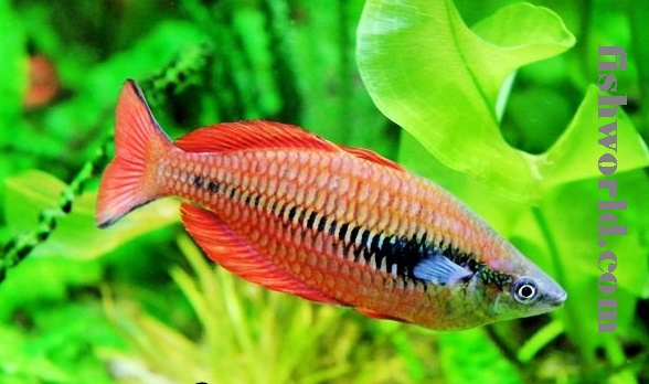Types of Freshwater Ornamental Fish | FISH WORLDs.com