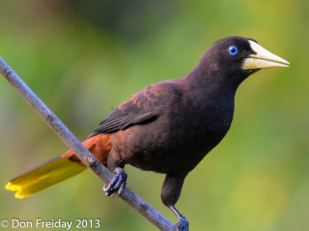 The Freiday Bird Blog: More from the Asa Wright Veranda
