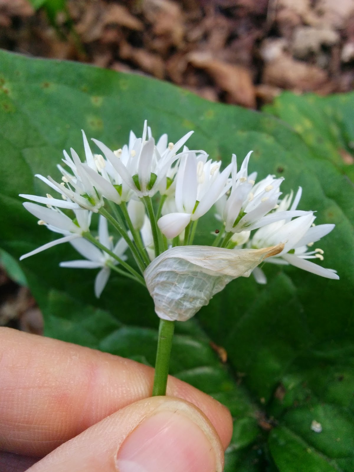 Wild Life: Ramsons or Wild Garlic