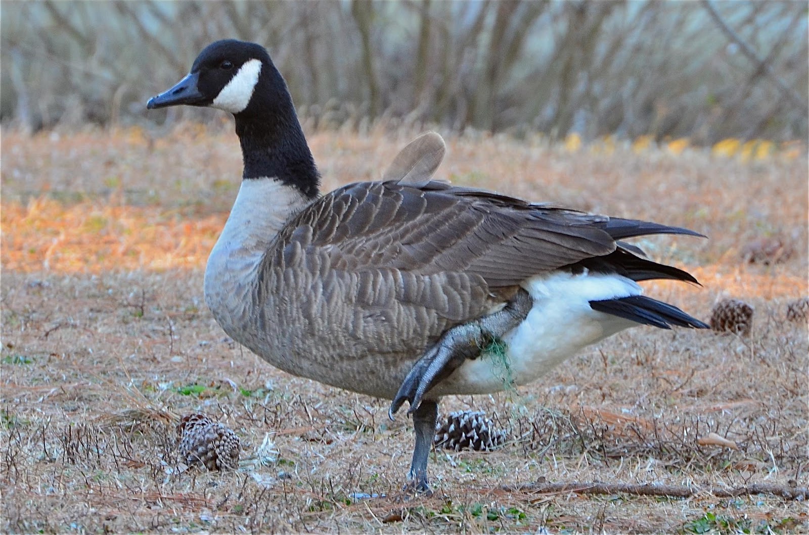 A Sheltered Life: June 2012