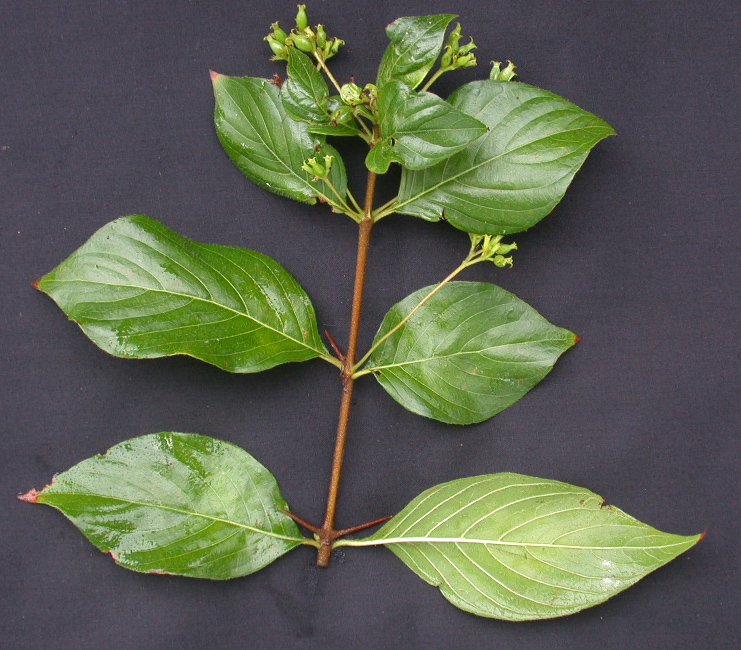 Especies Arboreas de Panamá: Chomelia spinosa