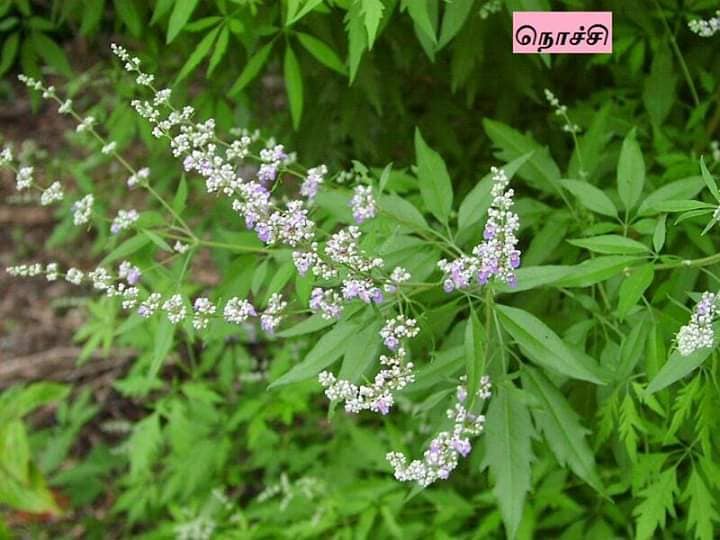 Trees- Banyan, Arasan, Bamboo, Jack, Nochi, Karuvel, Kodukka, Tamrid, neem