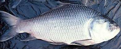 Bangladesh Development Studies: Freshwater Fish of Bangladesh