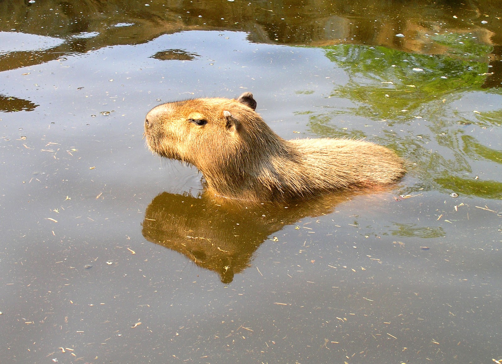 Capybara | The Biggest Animals Kingdom